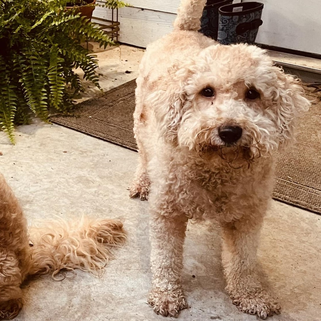 Savannah - Rainfield Golden Doodles