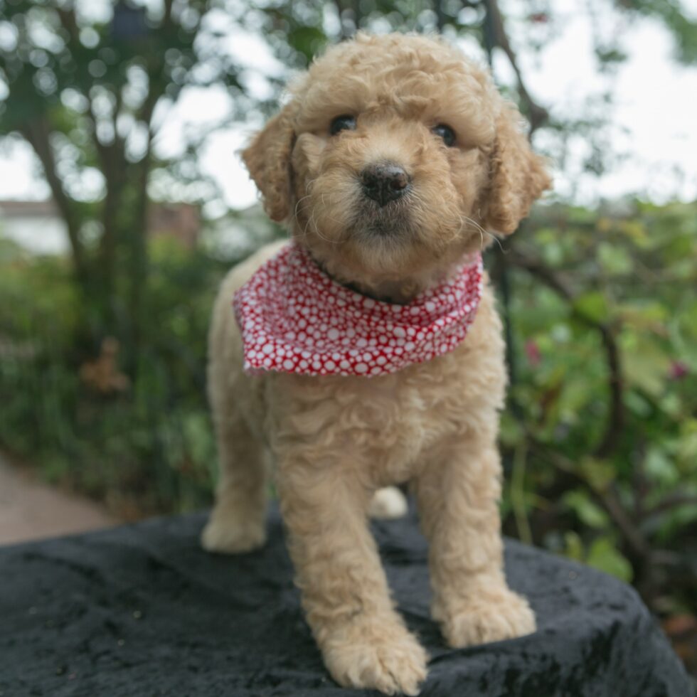 Testimonials Archives - Rainfield Golden Doodles