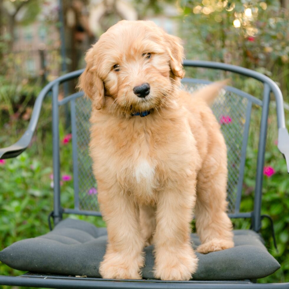 Apollo - Rainfield Golden Doodles