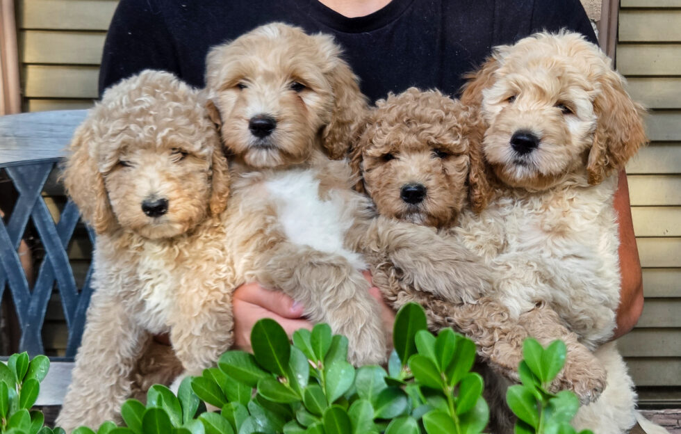 Testimonials Archives - Rainfield Golden Doodles