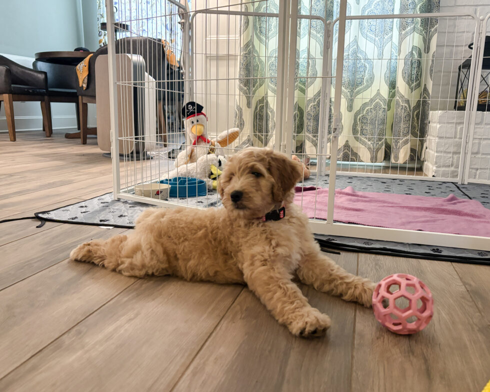 Testimonials Archives - Rainfield Golden Doodles
